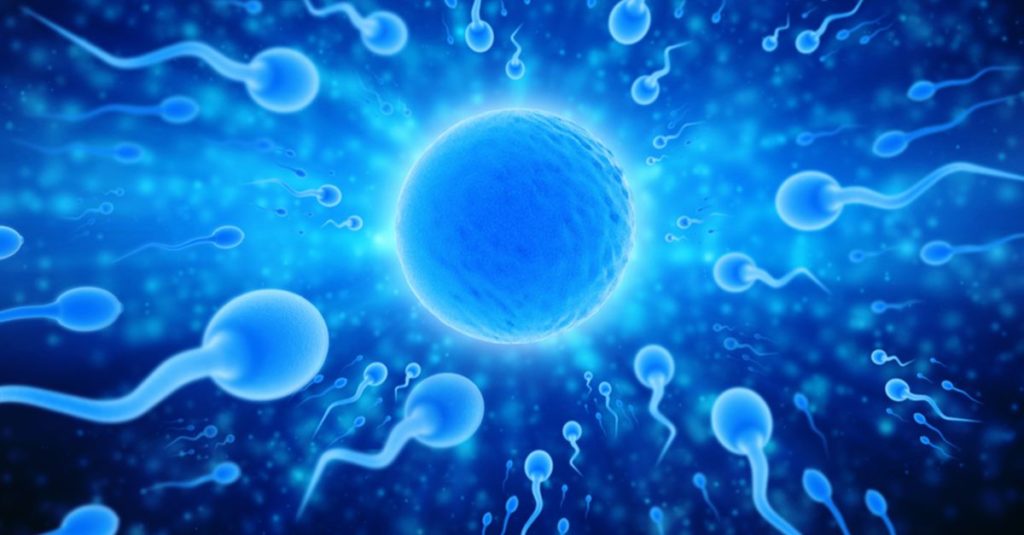 Der Eisprung - Schwangerschaft.at